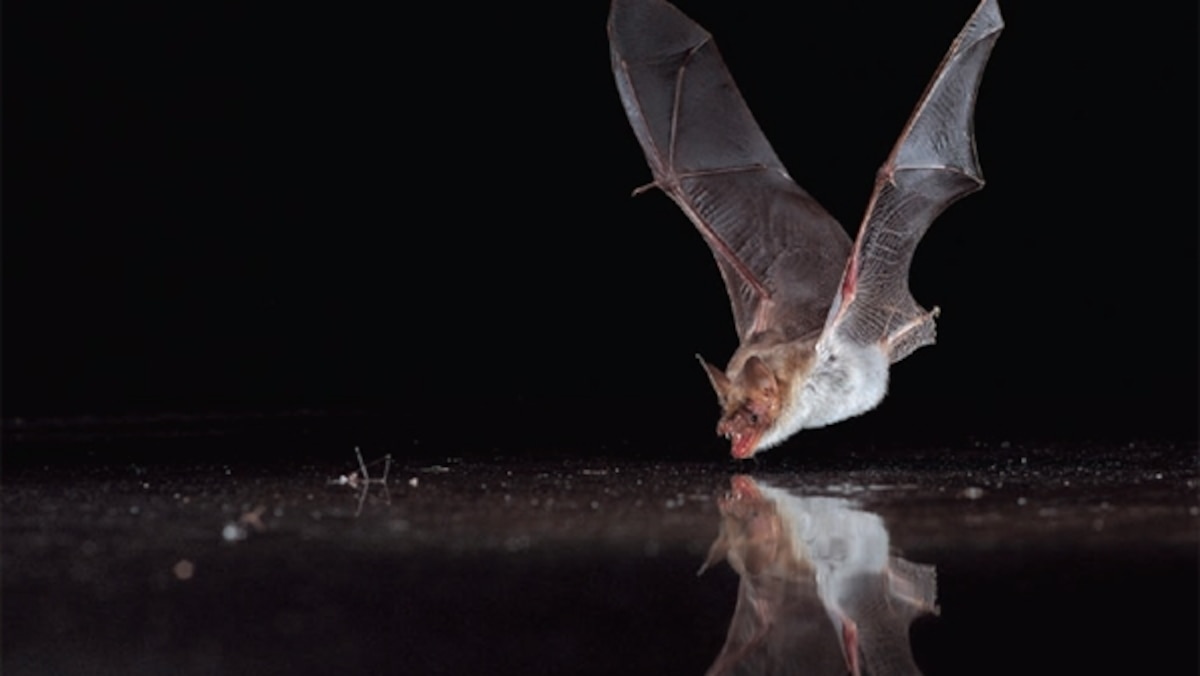 How bats find water and why metal confuses them | National Geographic