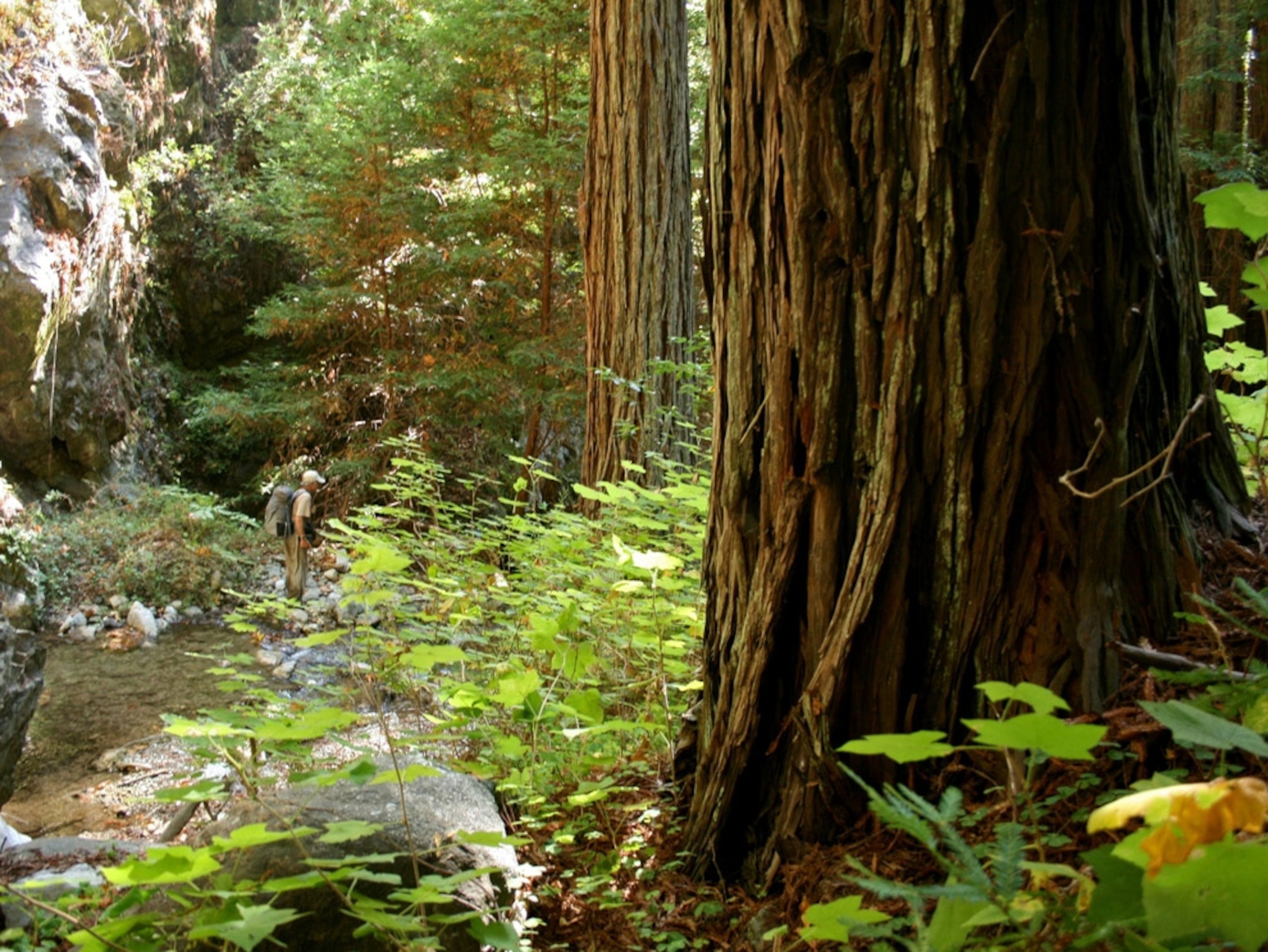 Redwoods Photo Gallery, Redwoods Pictures, Redwoods Forests Wallpaper ...