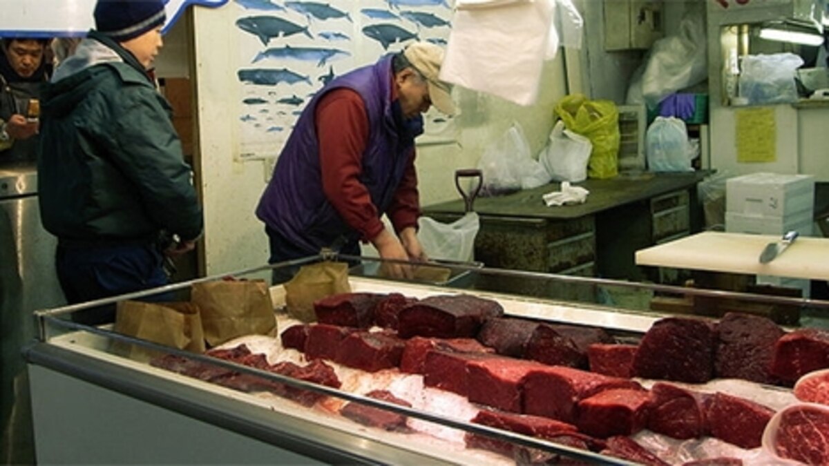 Scientists, film-makers team up to expose illegal international trade ...