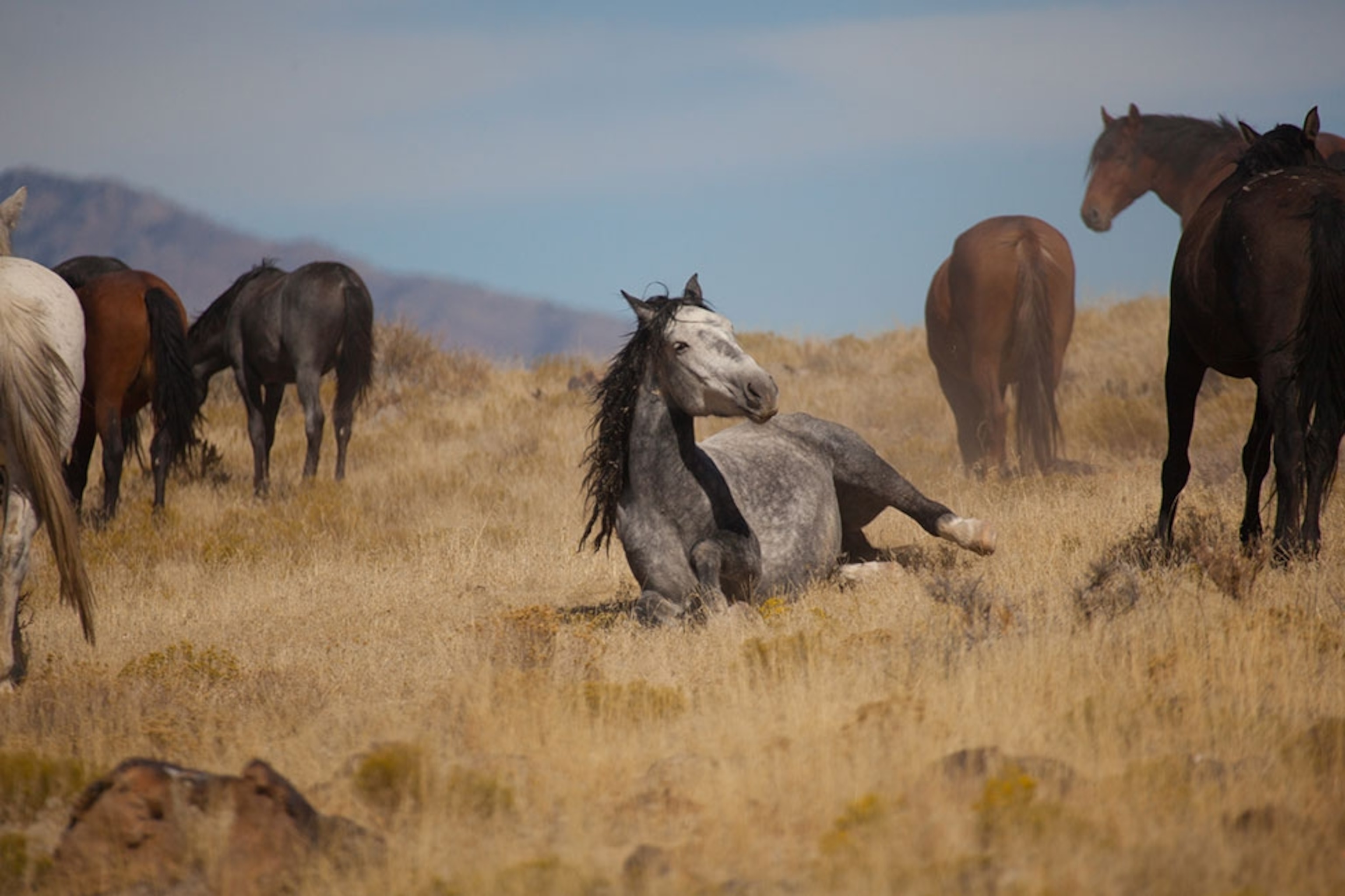 Why are we rounding up wild horses?