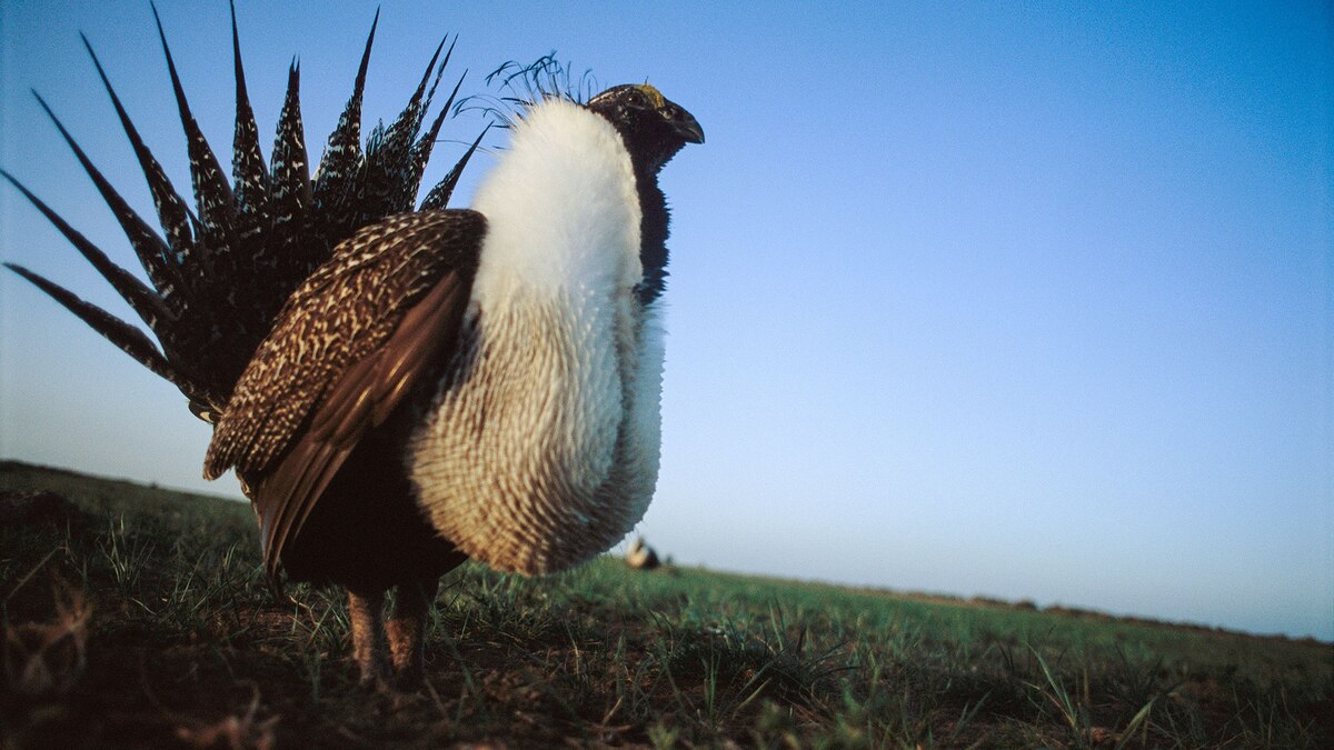 How An Iconic Western Bird Is Stepping Back From the Brink | National ...