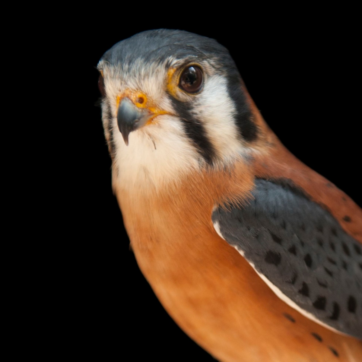 American Kestrel | National Geographic