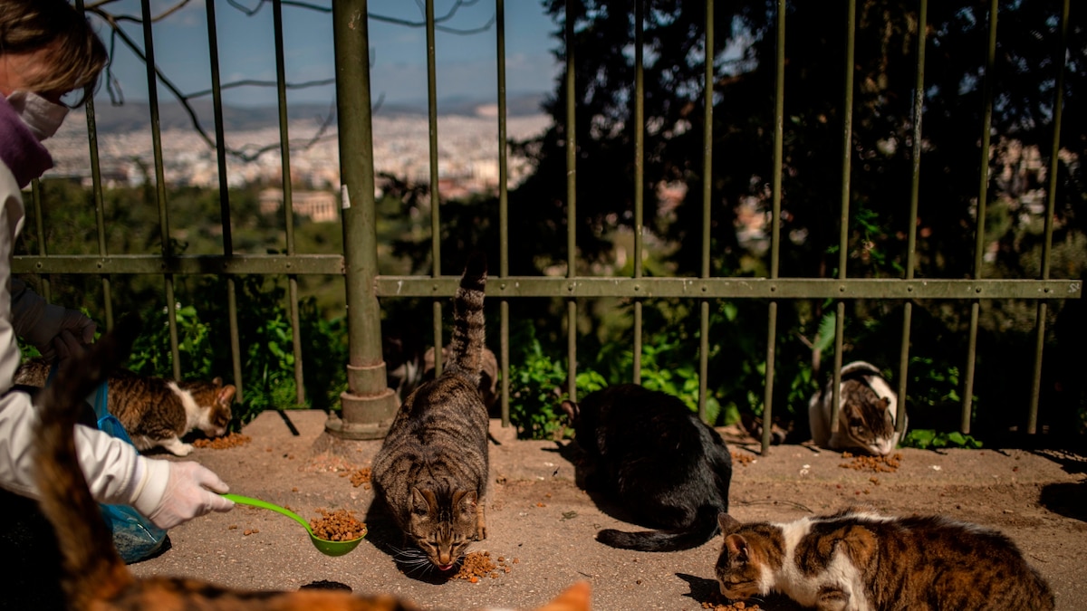 What happens to street animals when tourists suddenly disappear ...