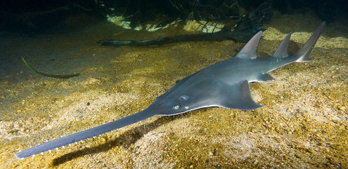 Sawfish Snout Has Sixth Sense, Splits Prey in Half