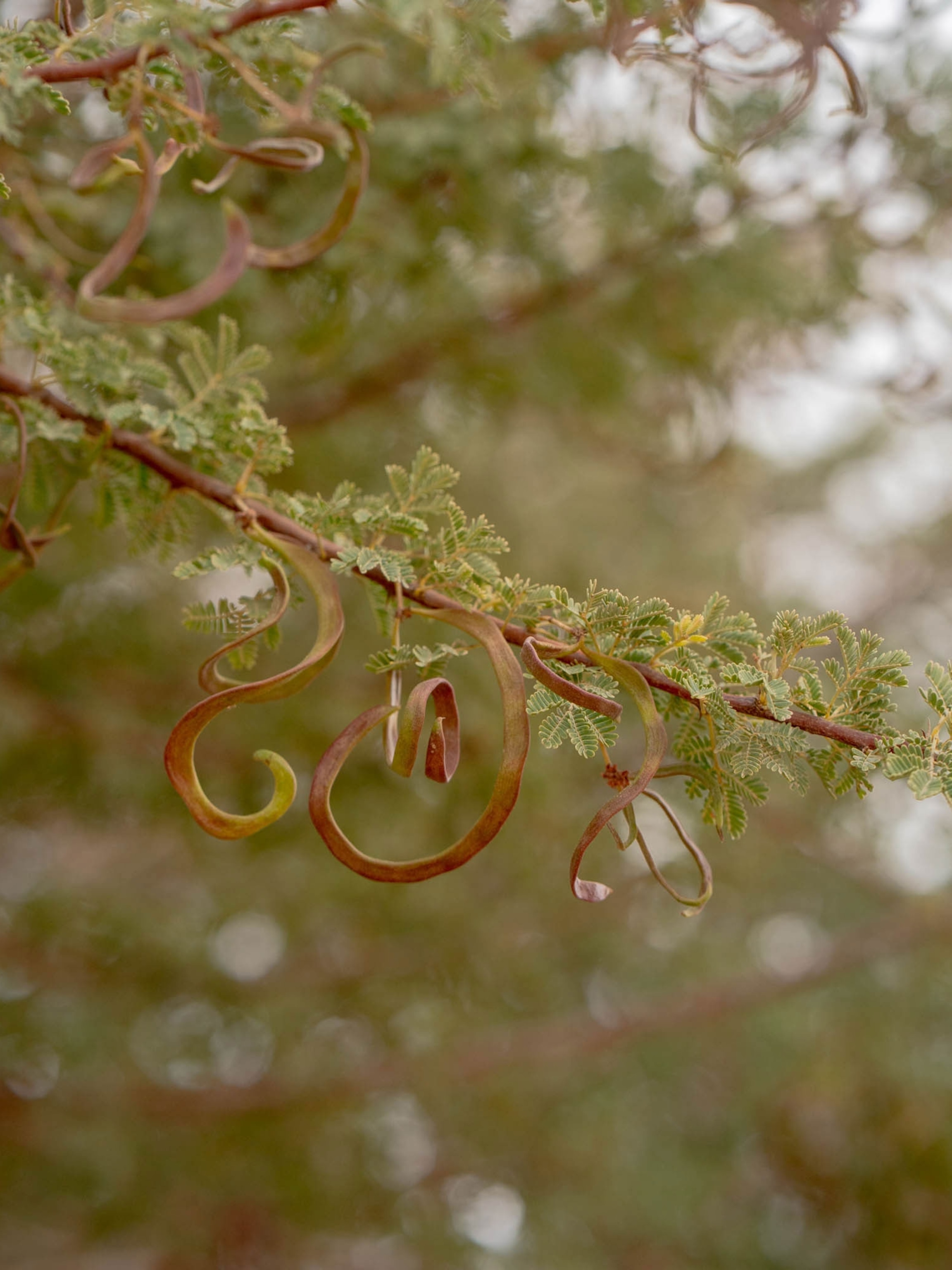 They planted a forest at the edge of the desert. From there it got ...