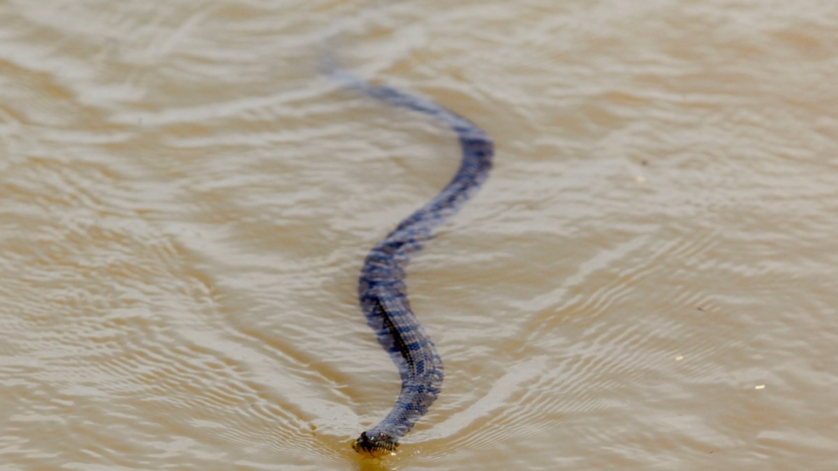 Mississippi Flood Flushes Snakes, Deer Into Neighborhoods | National ...