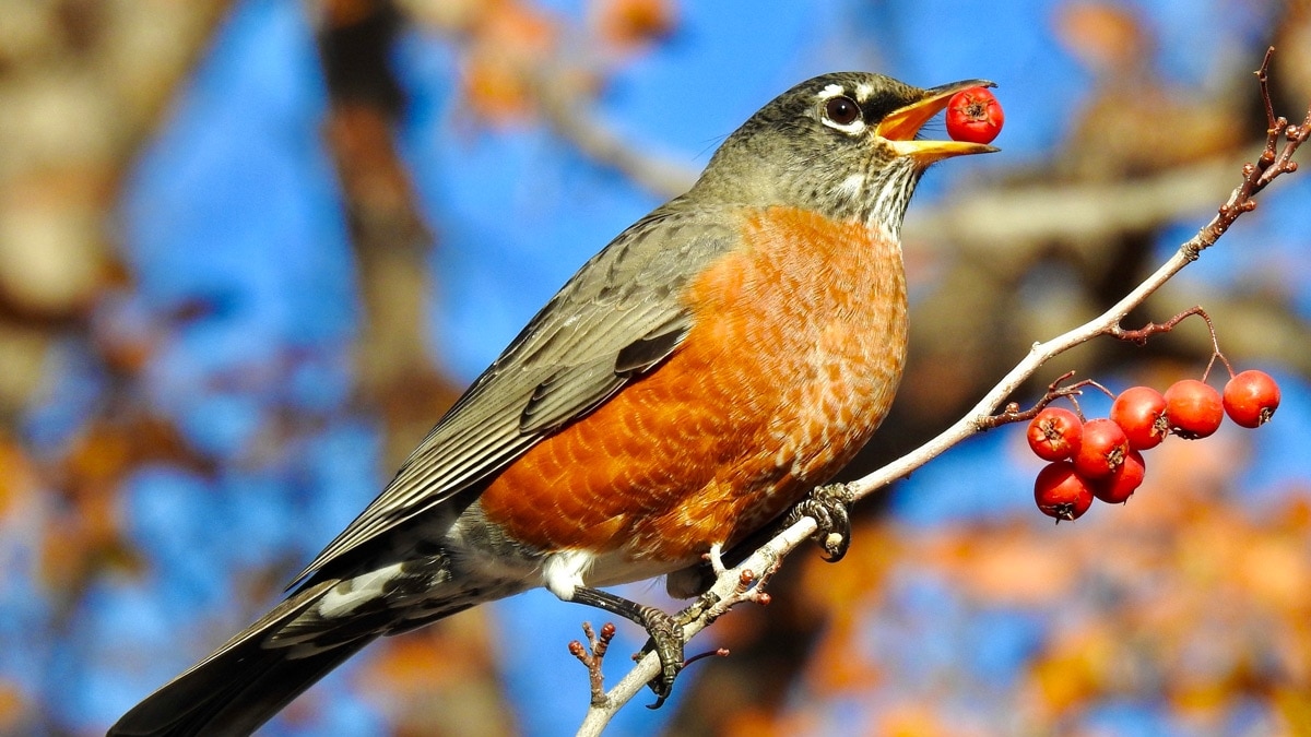 Fall is for the birds—and it’s a great way to get kids outside