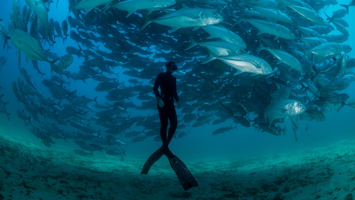 National Geographic Partners Subscriber Agreements | National Geographic