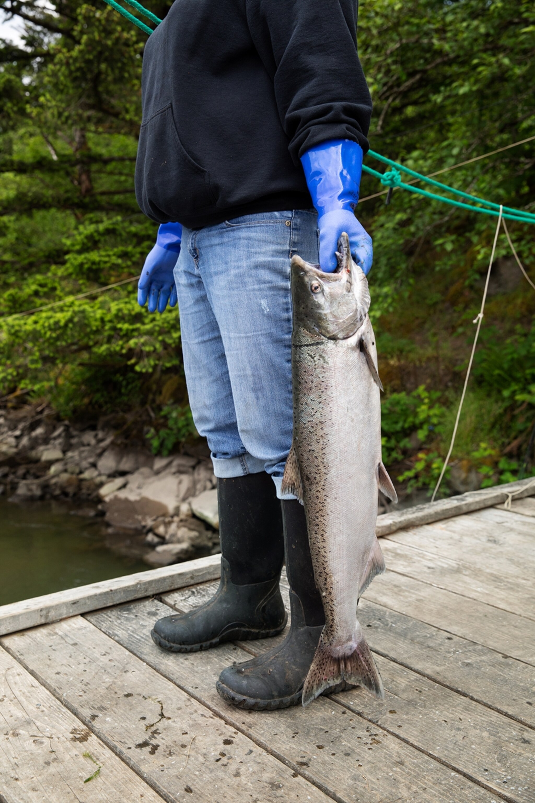 North America’s ultimate wild food, salmon is king in the Pacific Northwest