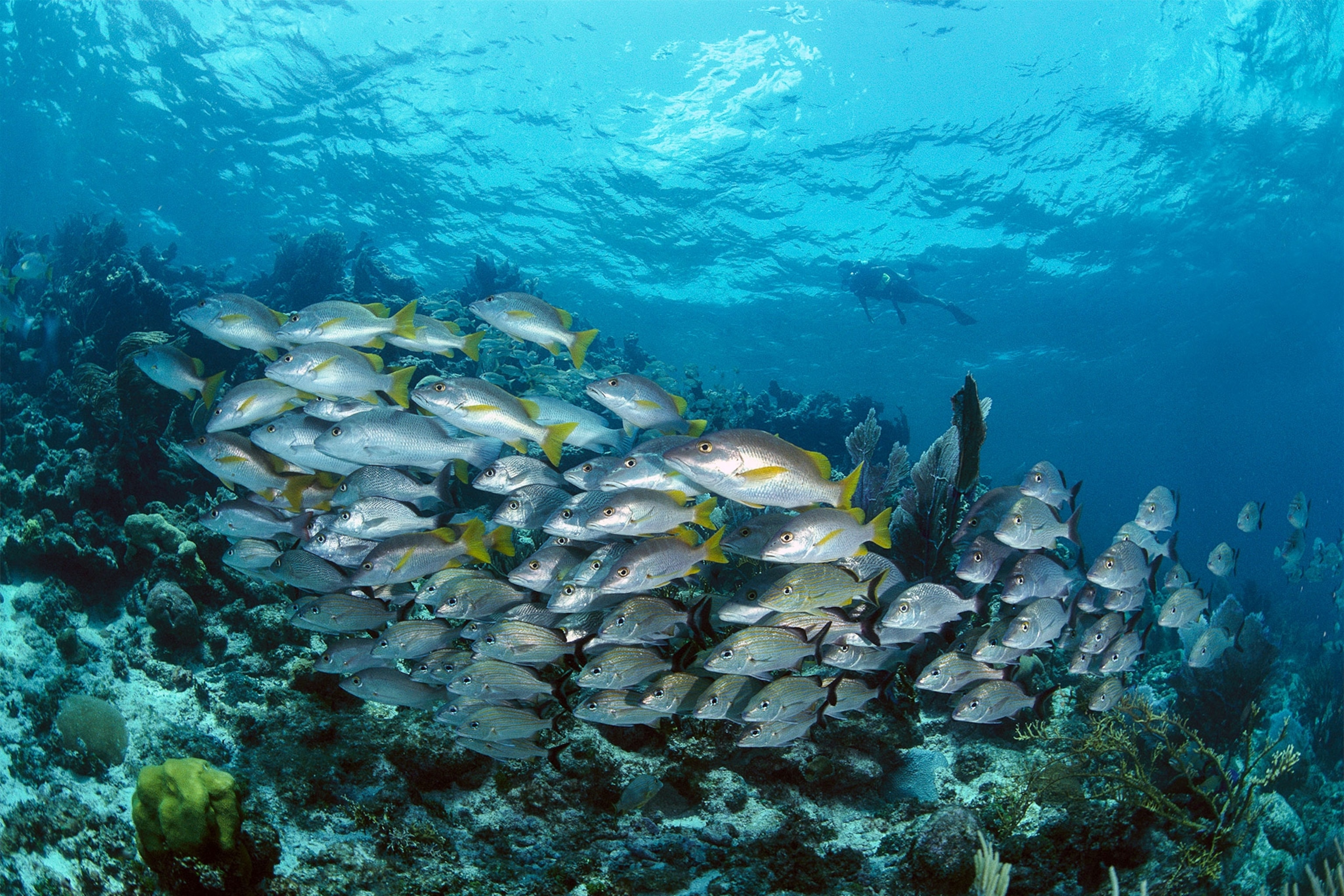 How Belize Is Restoring Its Coral Reefs and Damaged Ocean