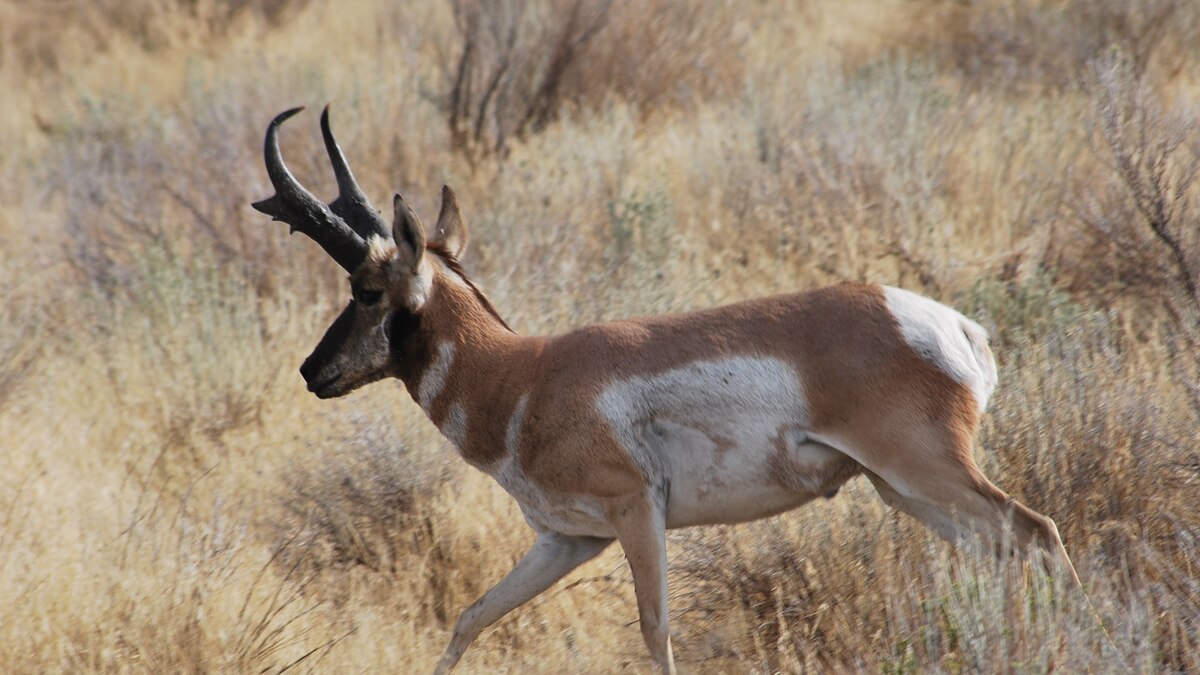 Did False Cheetahs Give Pronghorn a Need for Speed? | National Geographic