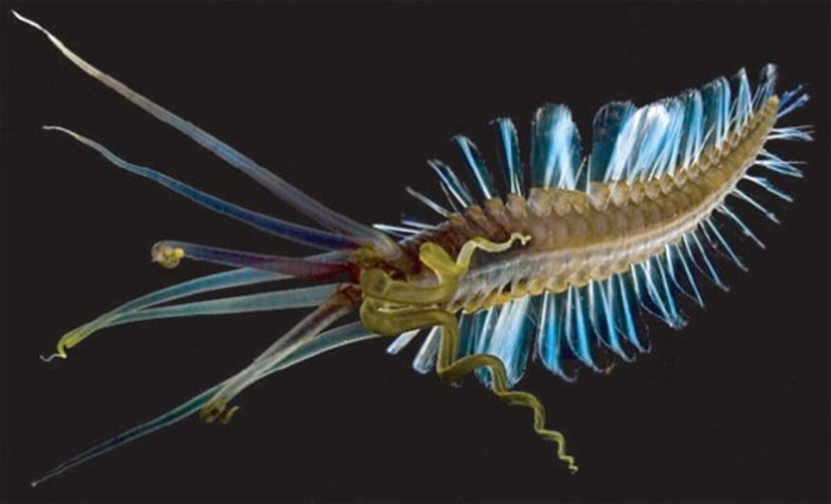 Meet the squidworm: half-worm, half-squid… er, actually all-worm