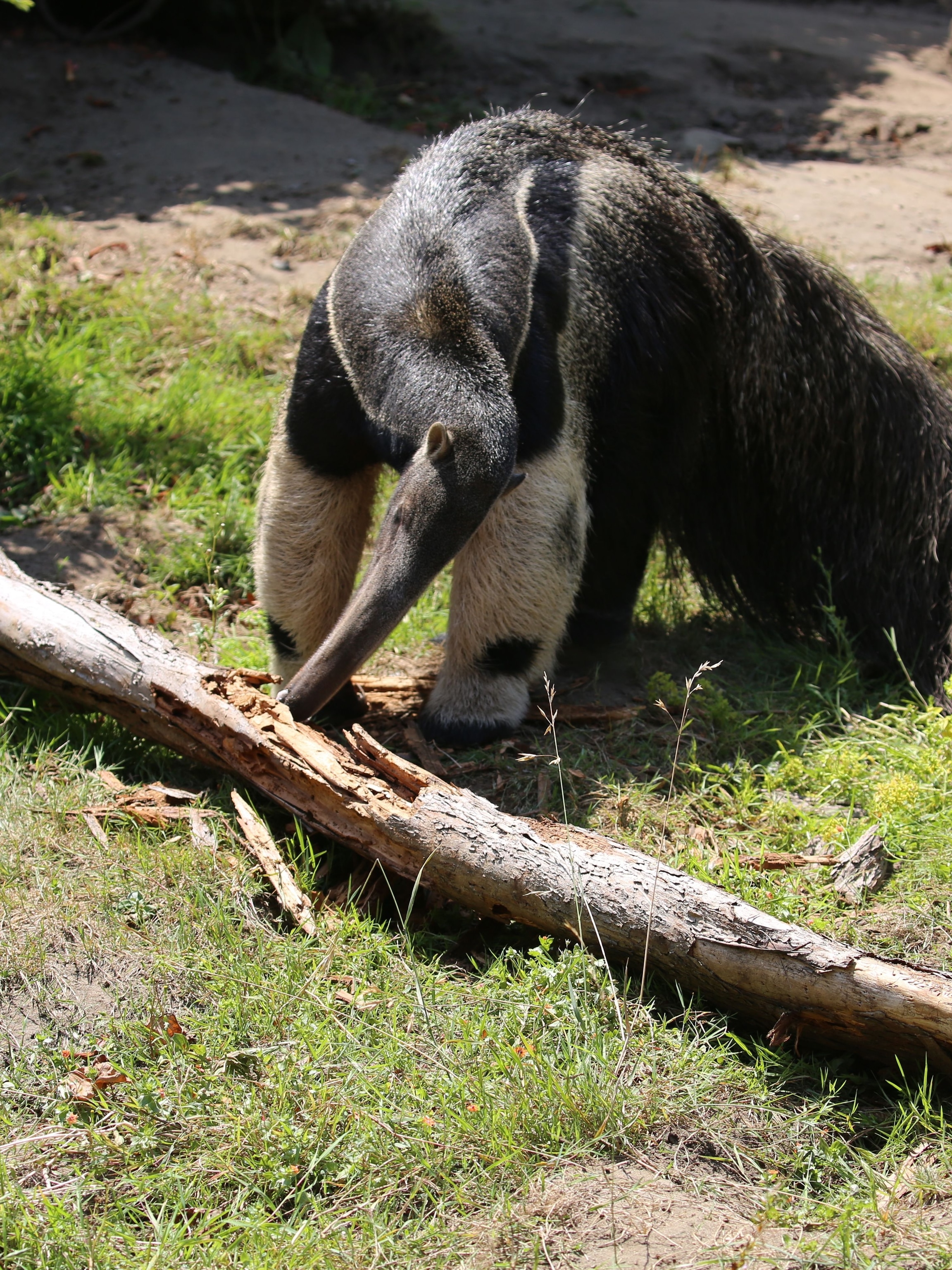 Giant Anteaters