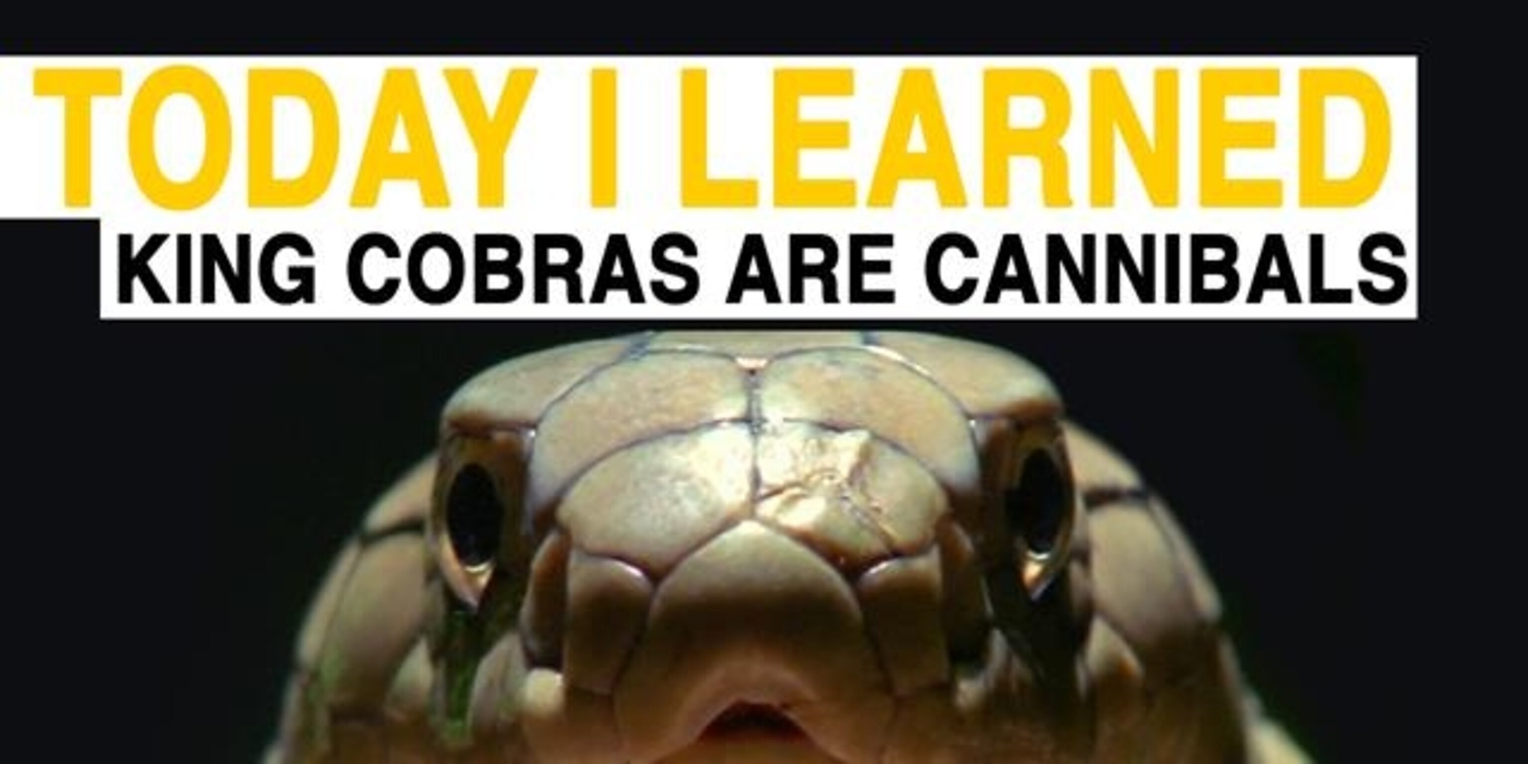 Farm Animal Cannibalism