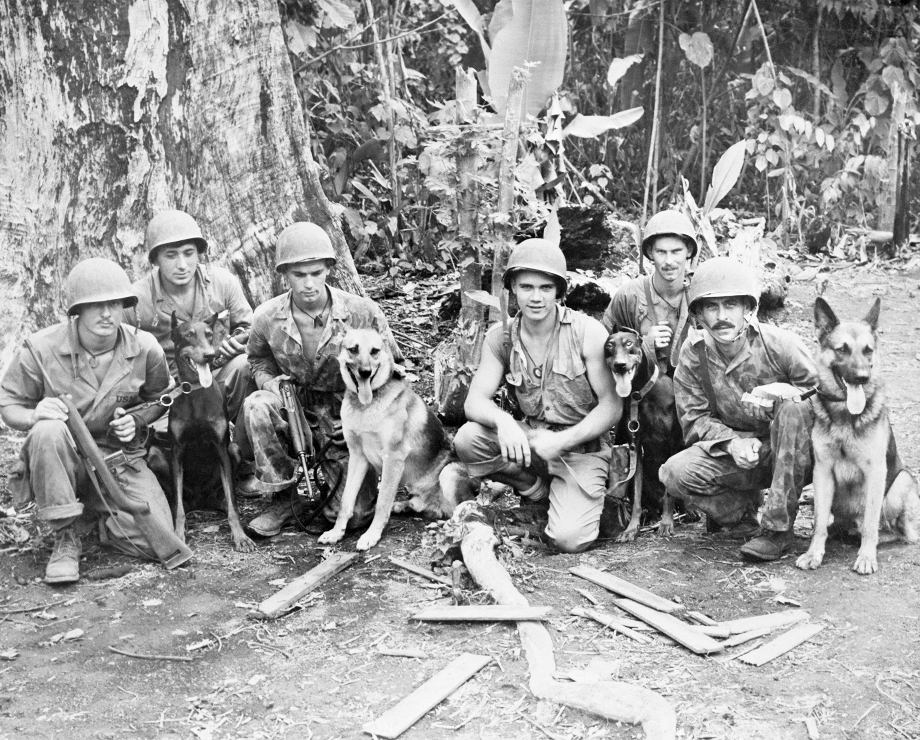 Dogs at War: Caesar, One of the First Marine Dogs in the Pacific ...