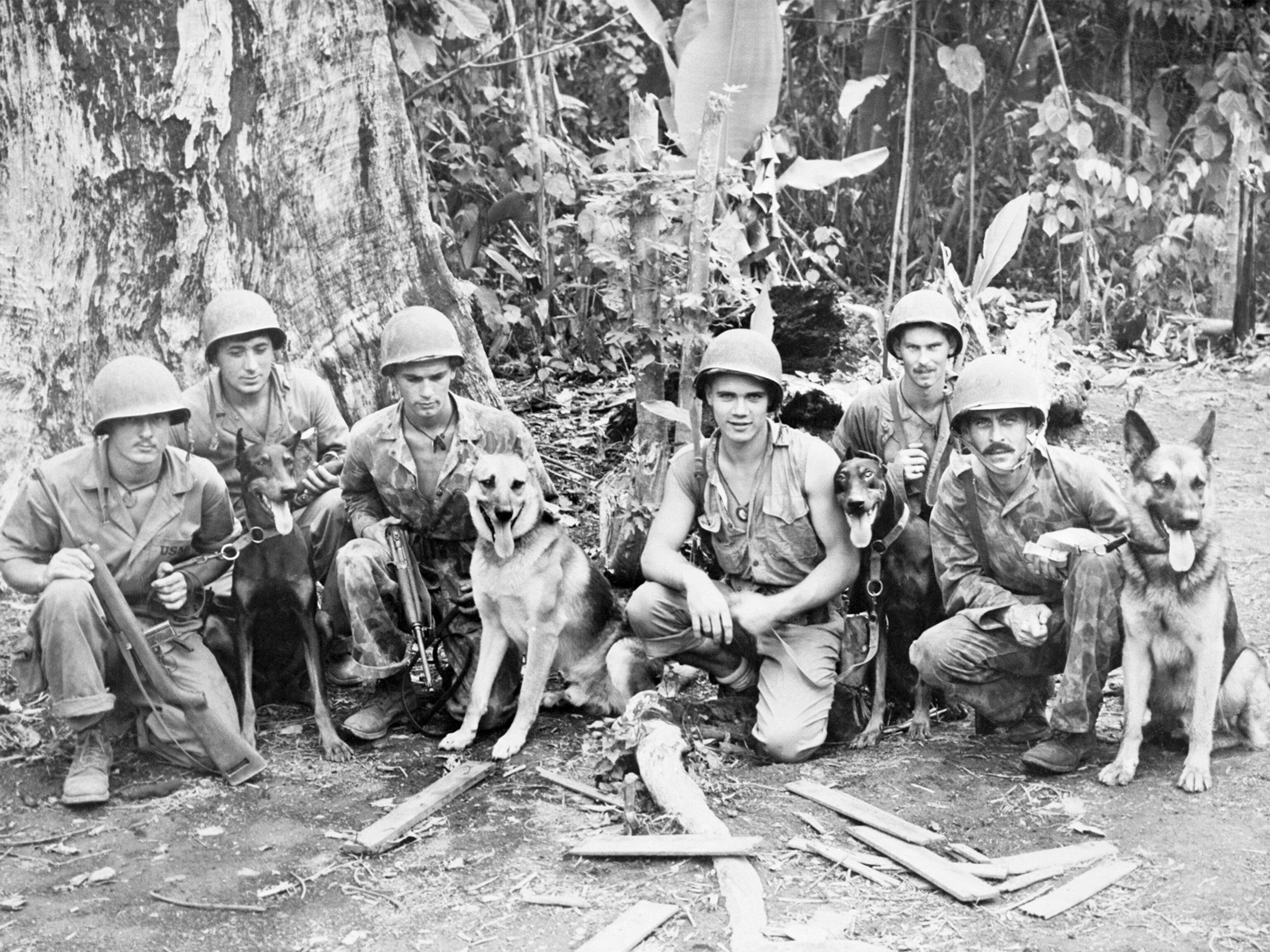Dogs at War: Caesar, One of the First Marine Dogs in the Pacific