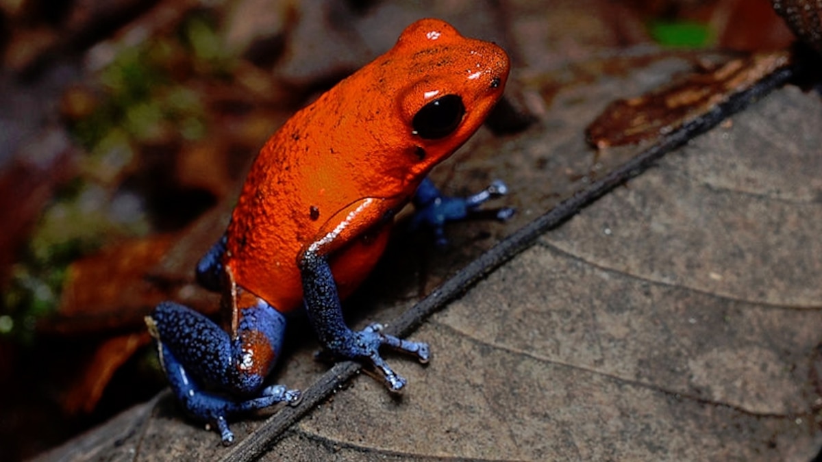 Unfussy Female Poison Frogs Just Go For Closest Male | National Geographic