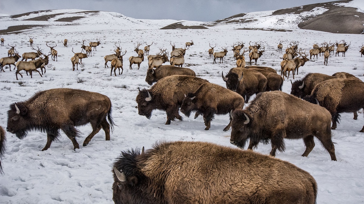 10 Bold Pictures of Bison, the New U.S. National Mammal | National ...