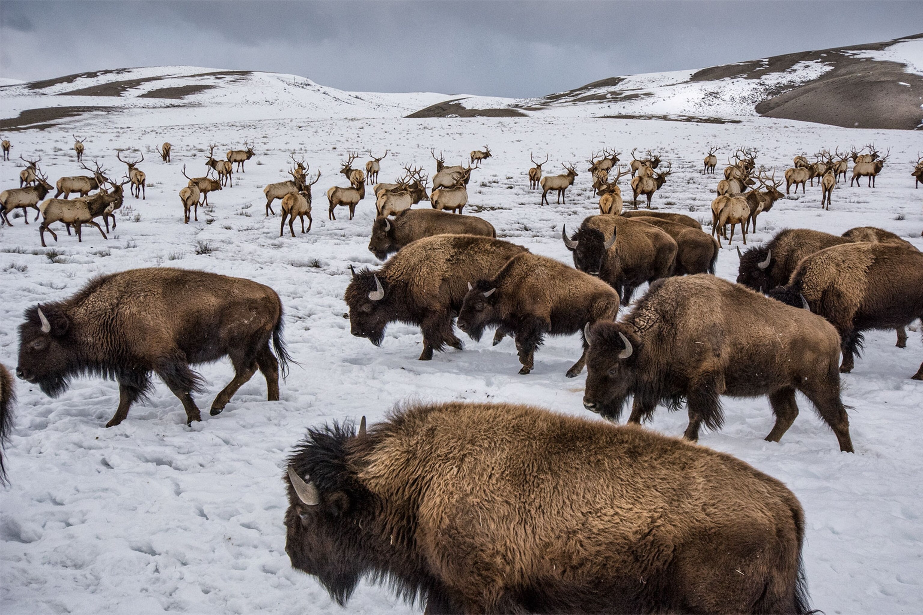 10 Bold Pictures of Bison, the New U.S. National Mammal