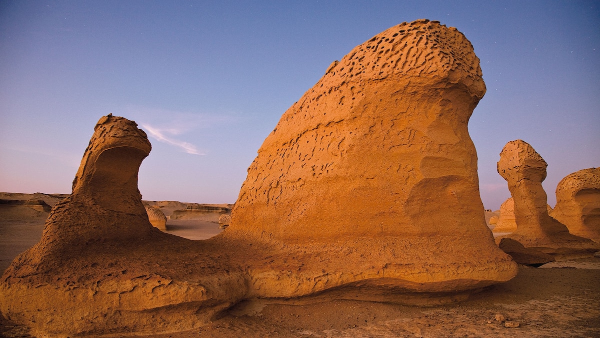 Giant Catfish Fossil Found in Egyptian Desert | National Geographic