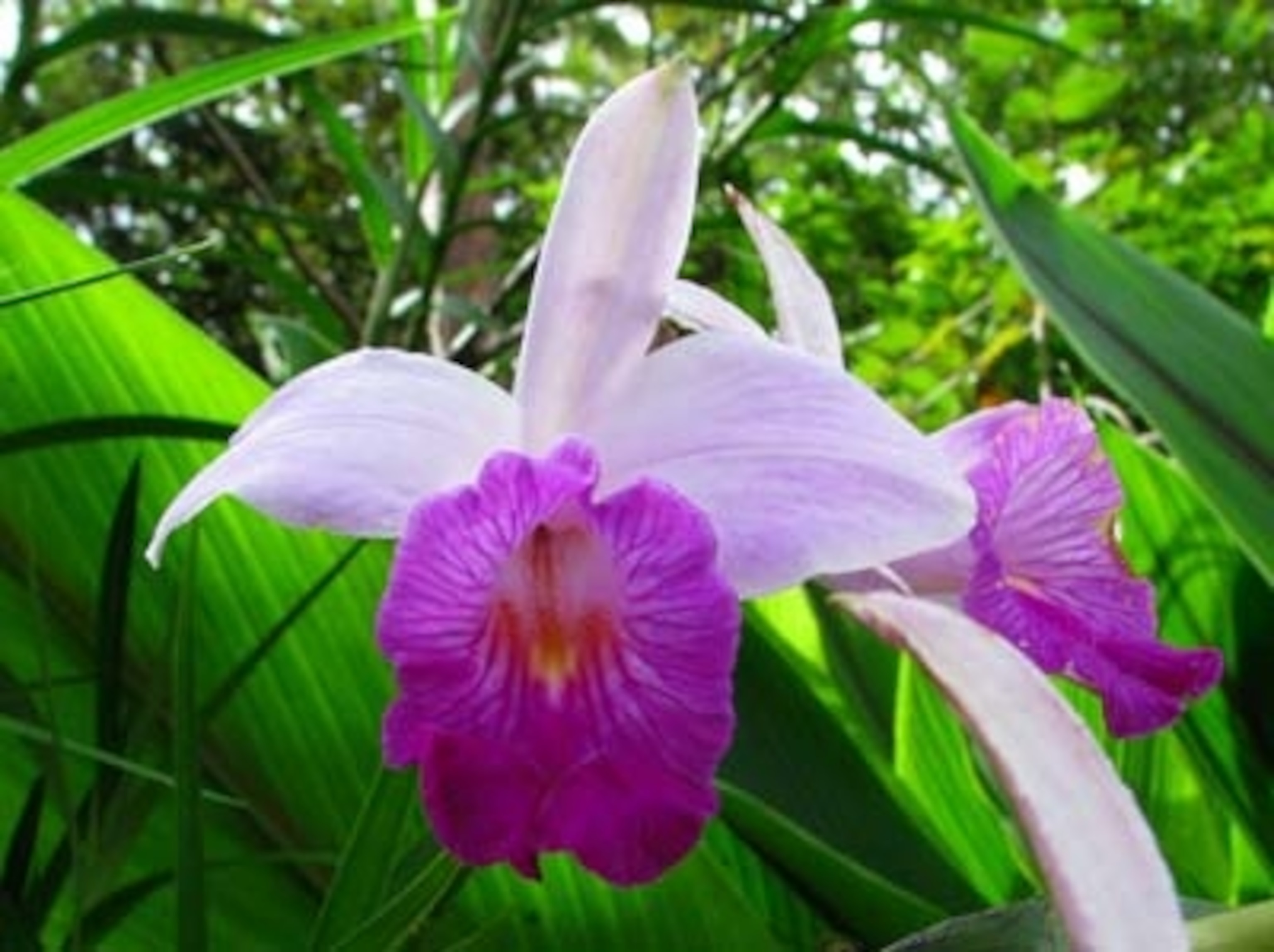 Berry Go Round #8 | National Geographic