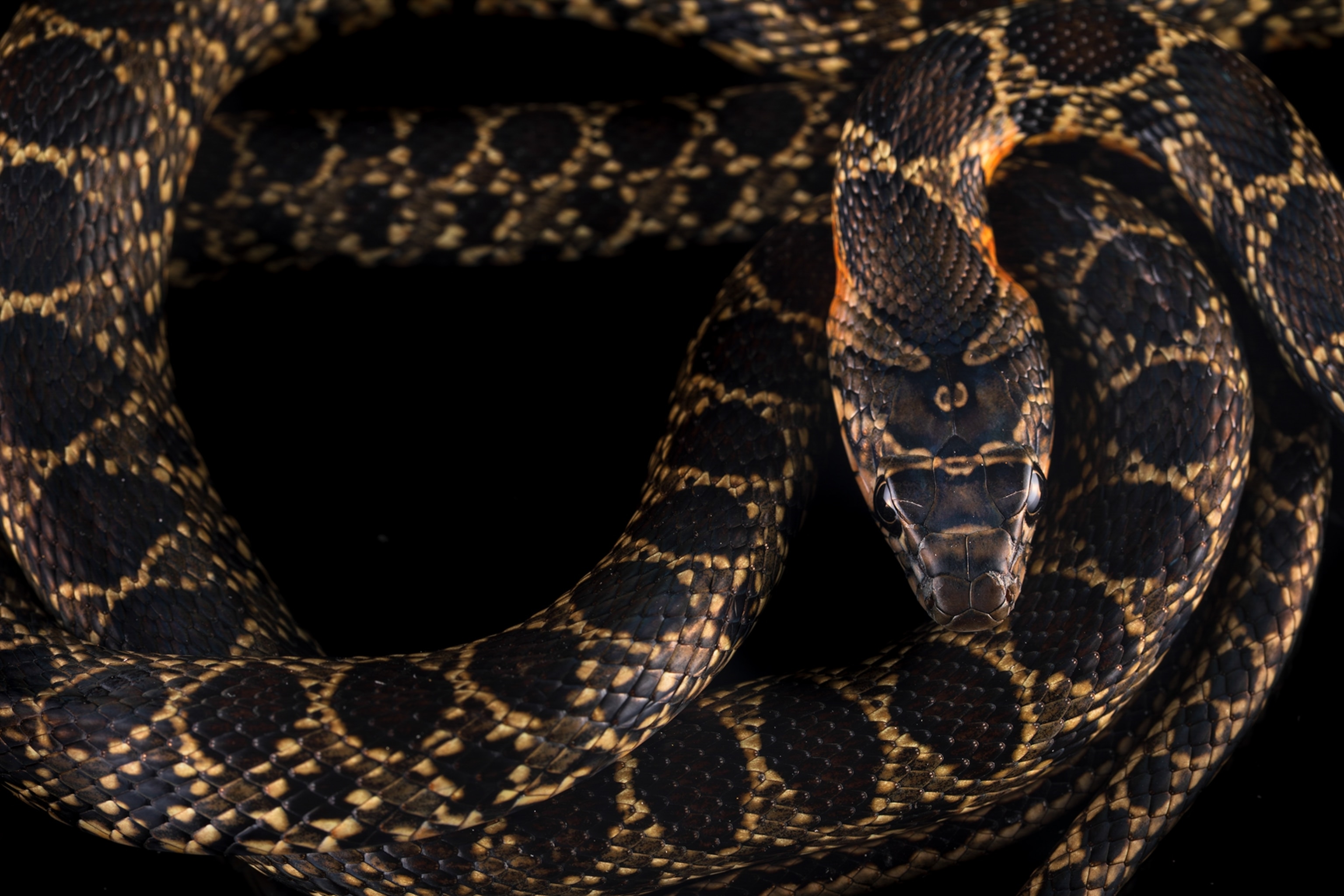 Can Ibiza's colorful island lizards survive a snake explosion ...