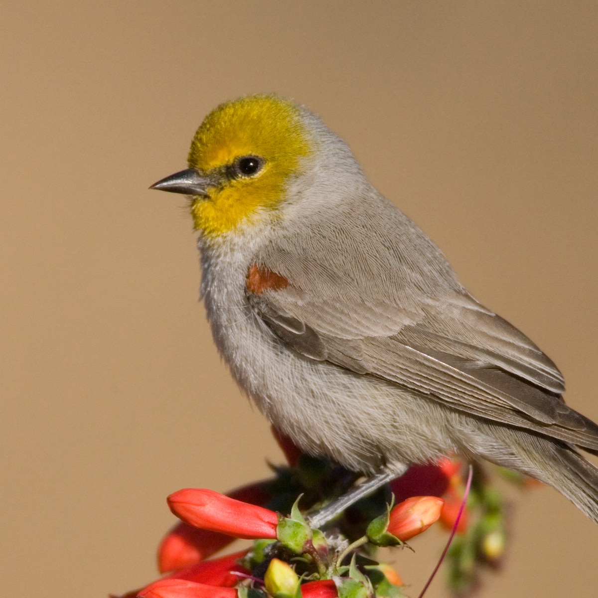 Verdin | National Geographic