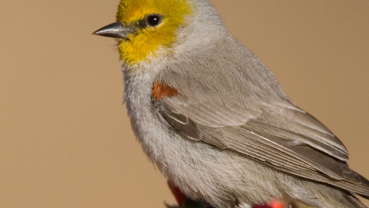 Verdin | National Geographic | National Geographic