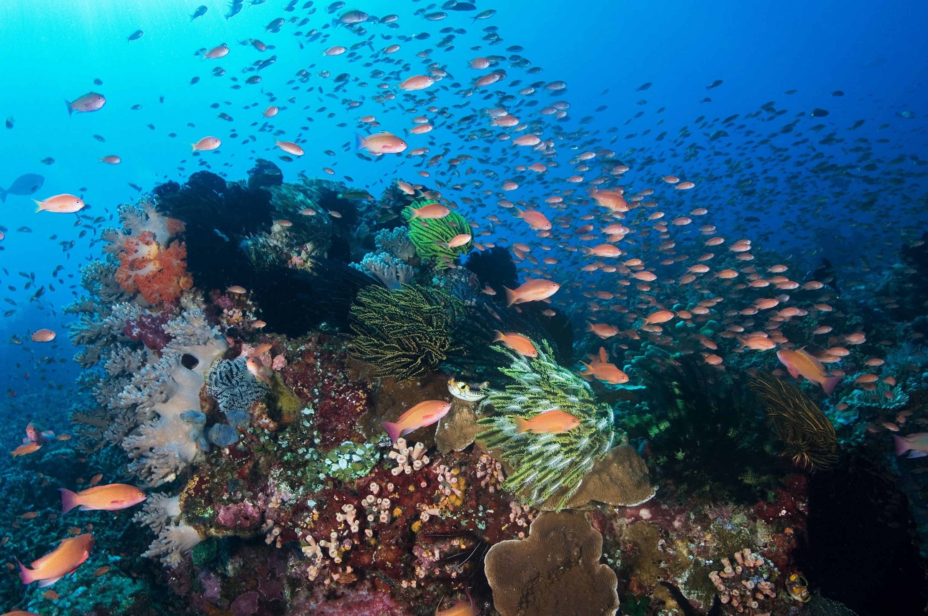 Pictures: 25 New Reef Fish Found—"Beautiful" Basslet and More ...