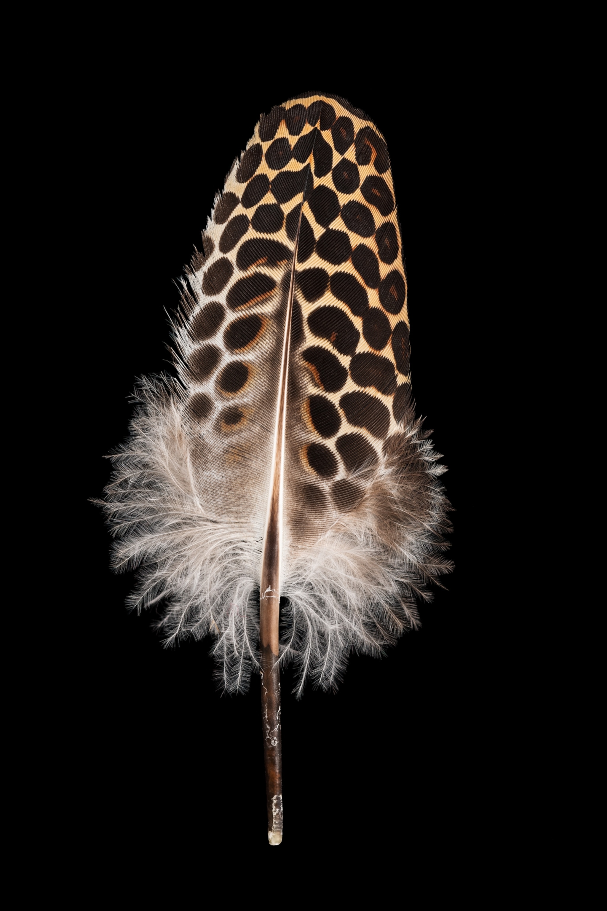 What these flashy feathers reveal about the secret lives of birds