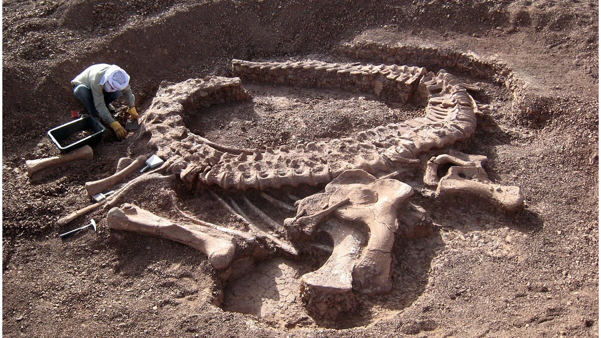 Flexible Necks Made the Classic “Dinosaur Death Pose” | National Geographic