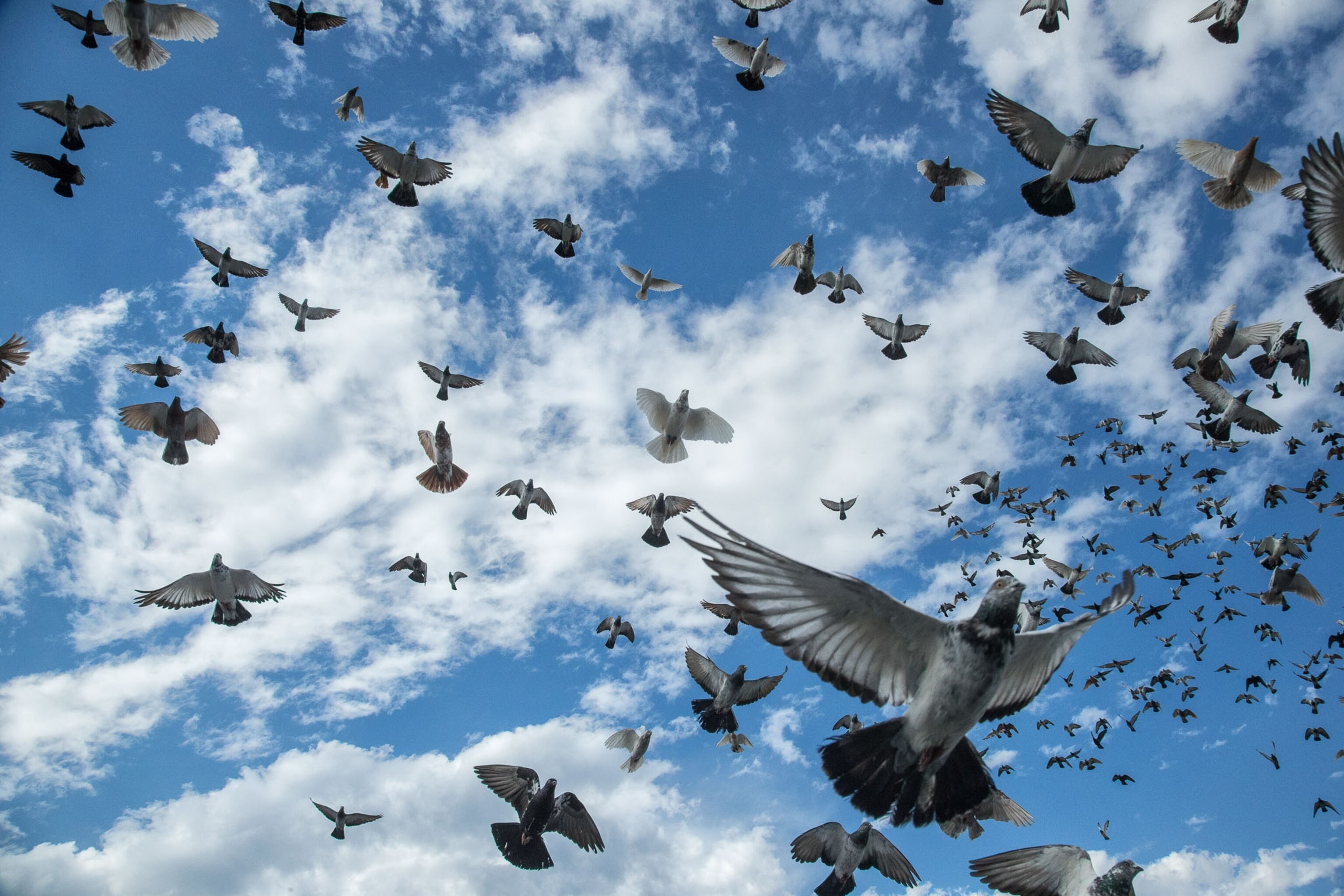 Striking Photos of the Pigeon Flocks of Brooklyn’s Rooftops