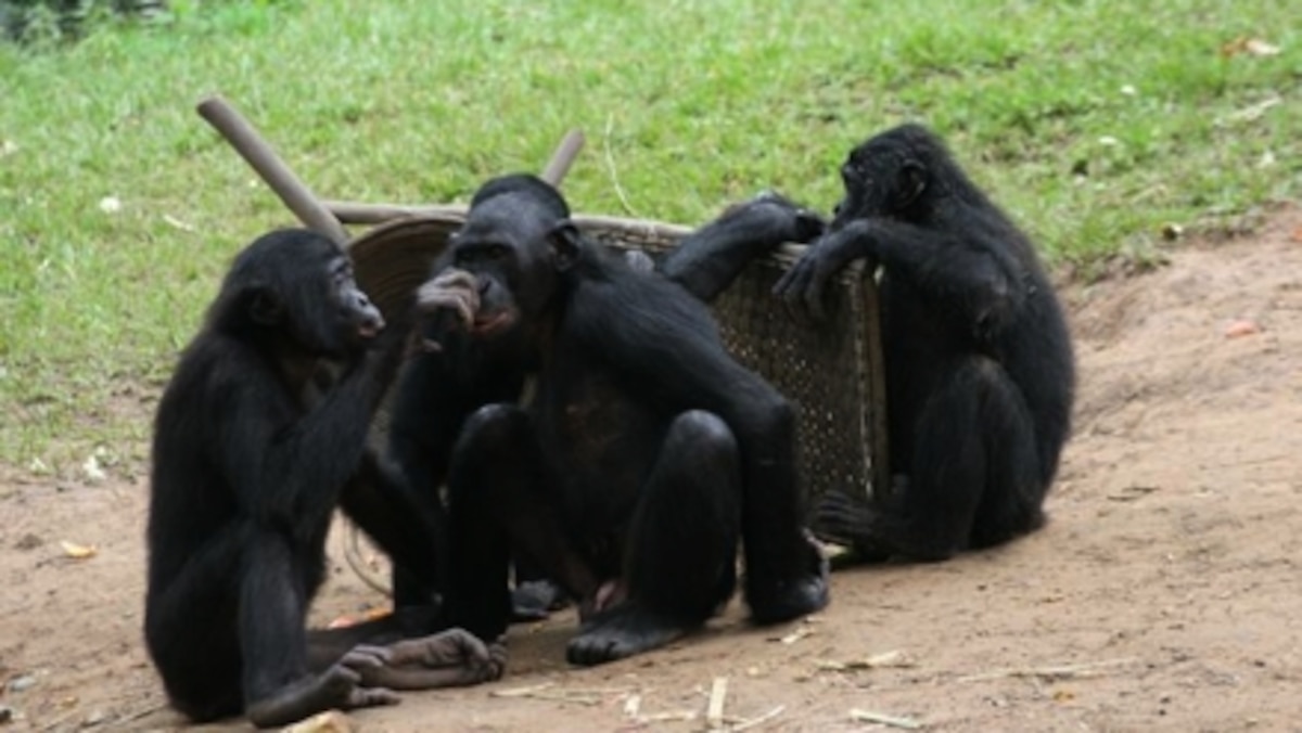 Bonobo Outbreak: Update from Democratic Republic of Congo