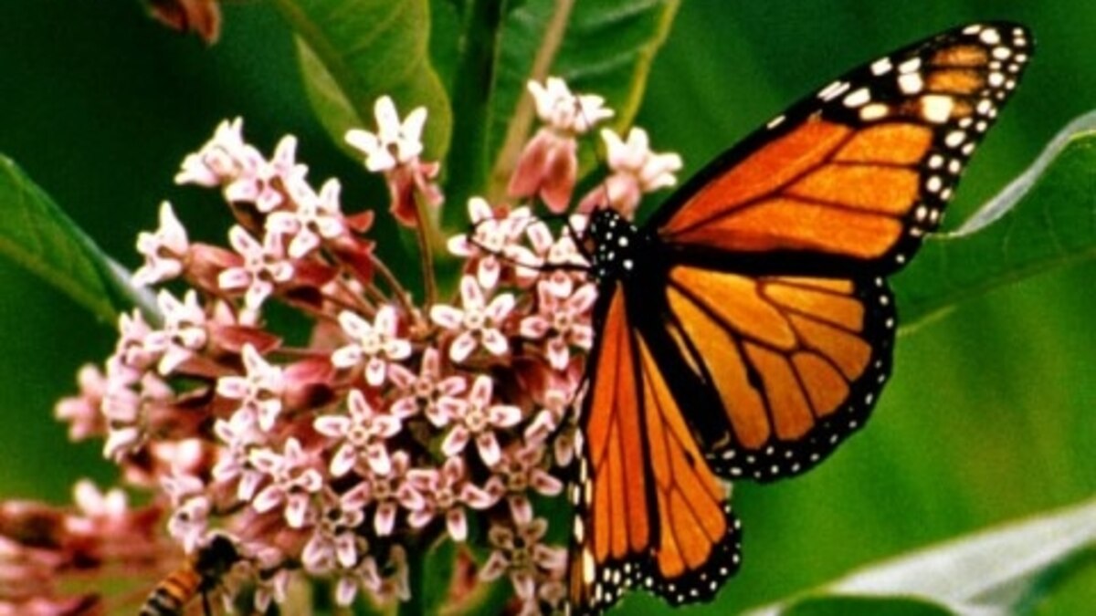 Buggin’ IT with Butterflies