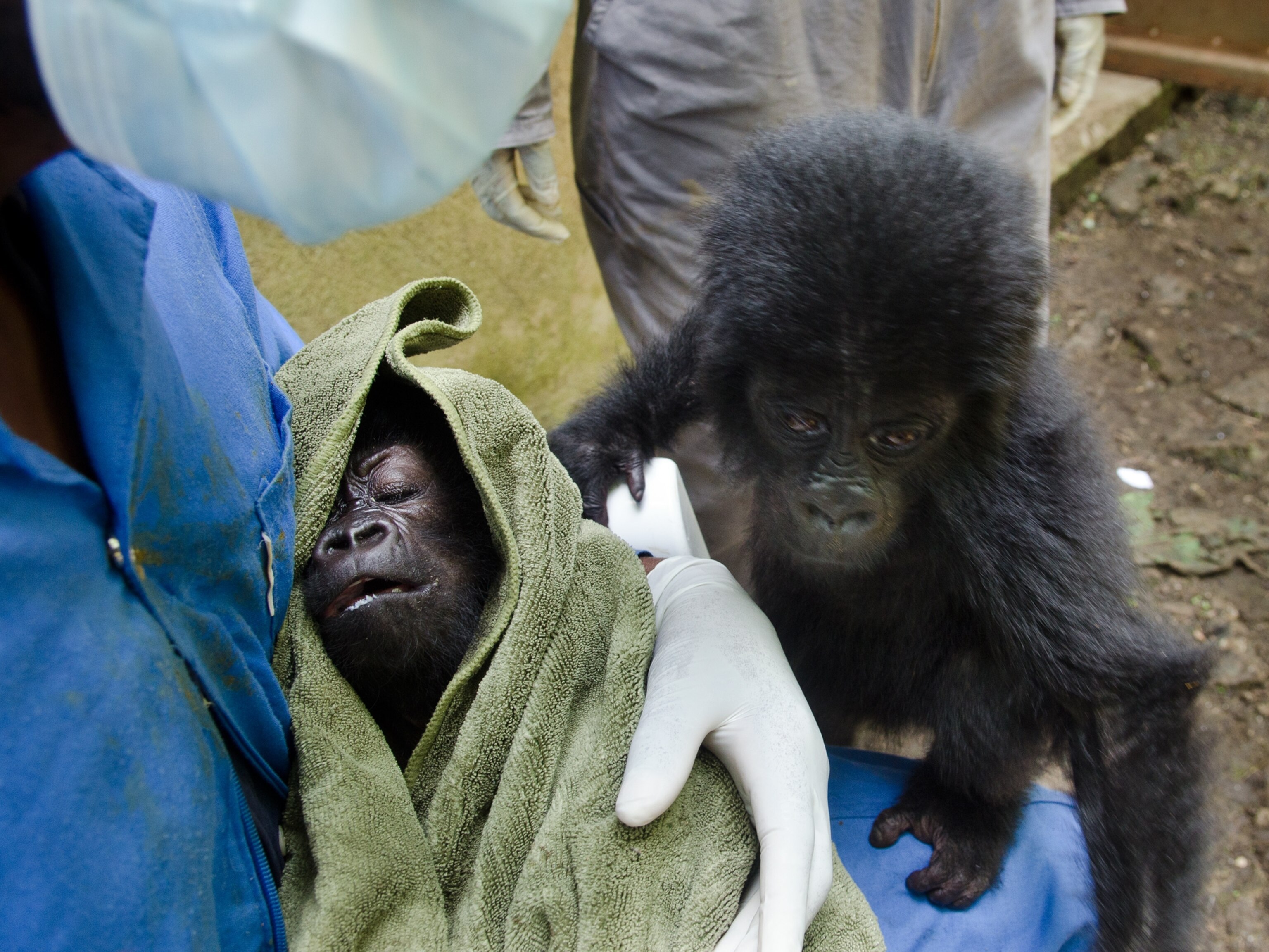 Pictures: Orphan Baby Gorillas Rescued From Poachers