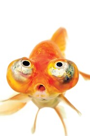 Goldfish Facts And Photos 48 OFF Brunofuga adv br