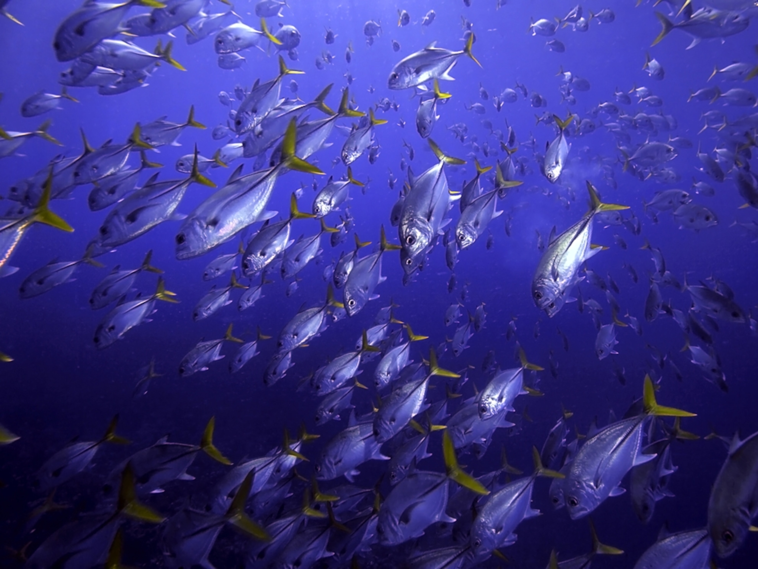 Schools of Fish Pictures, Schools of Fish Photos, Photo Gallery ...