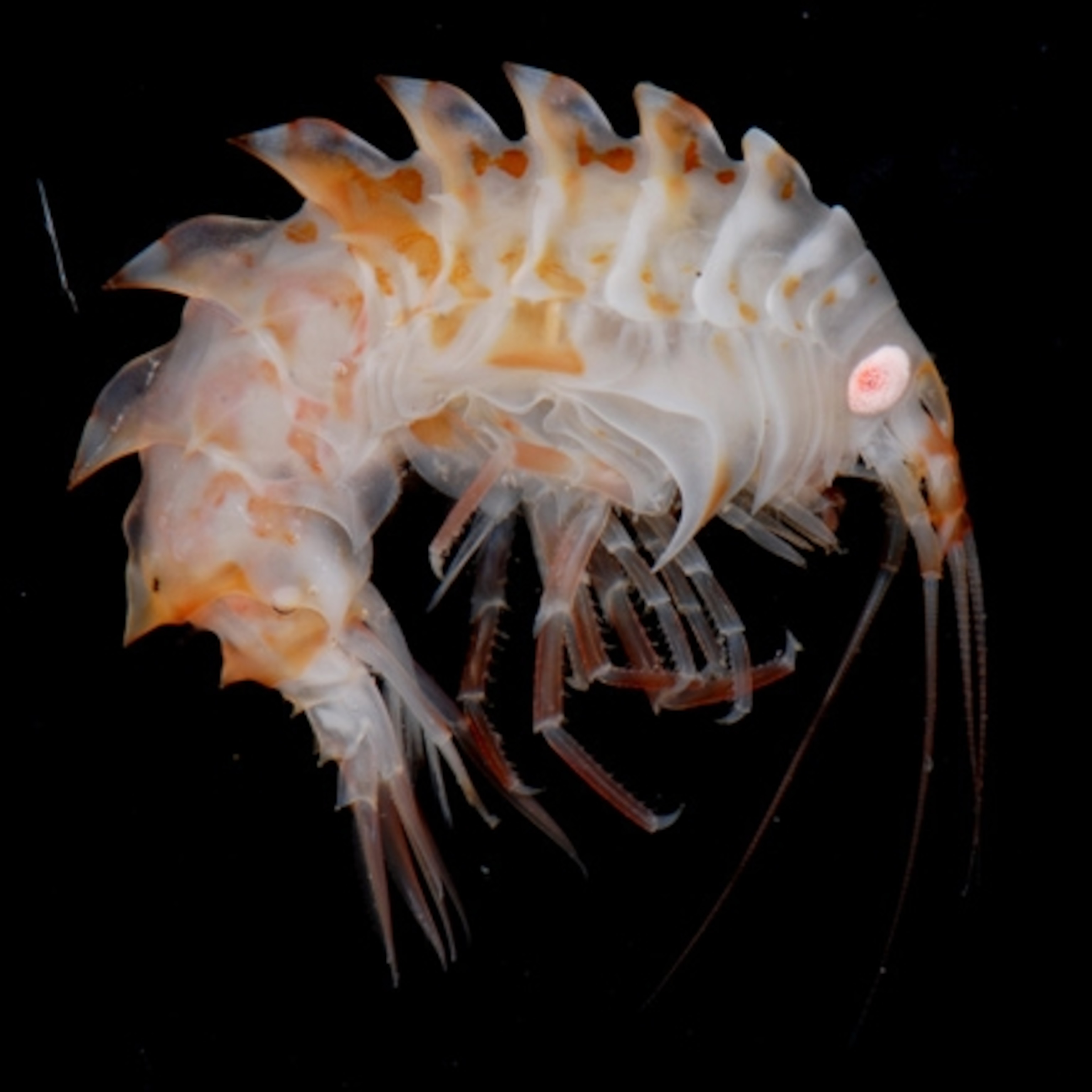 Giant, Unknown Animals Found off Antarctica