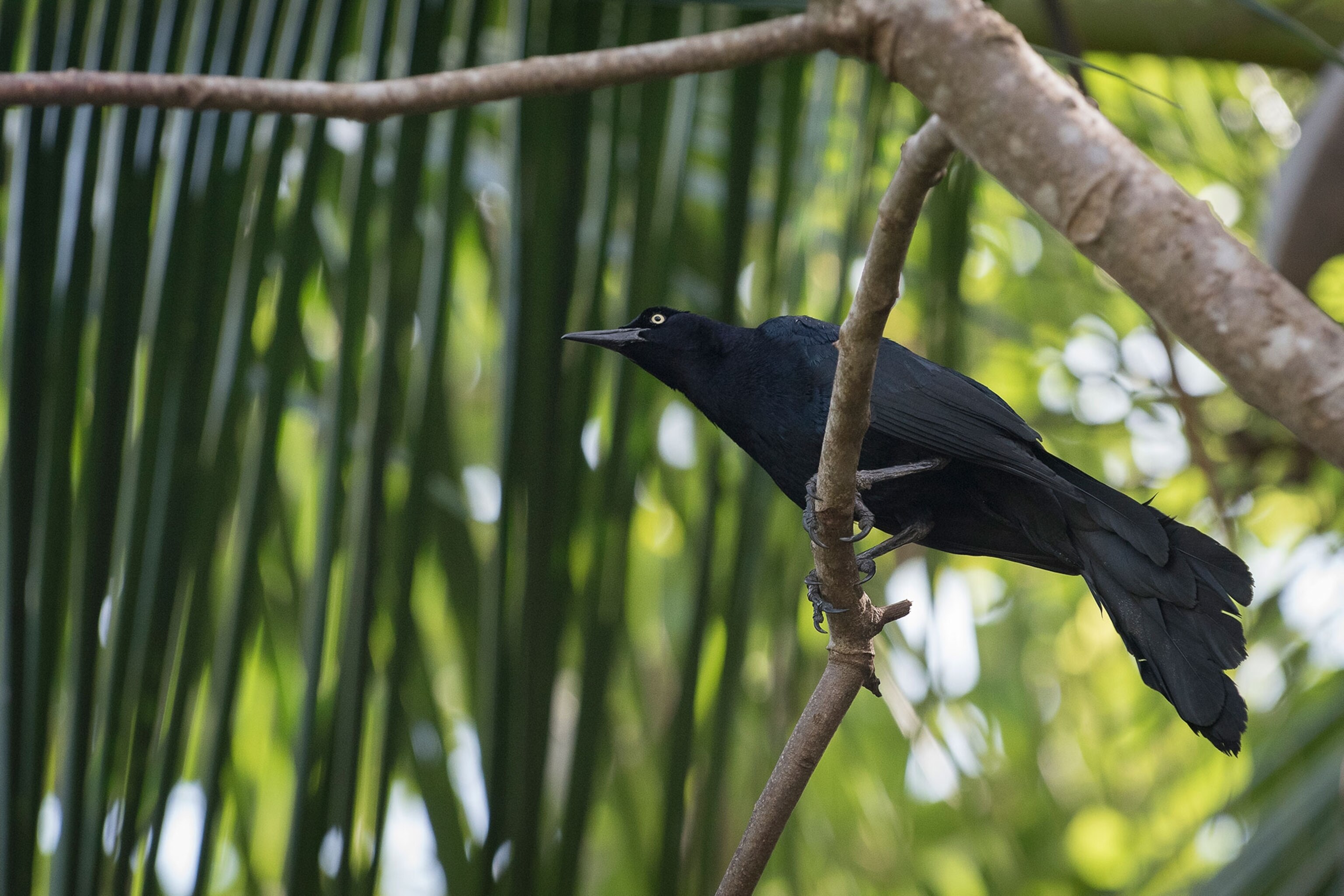 Ravens, Crows, Parrots, and More—Meet the Most Intelligent Birds