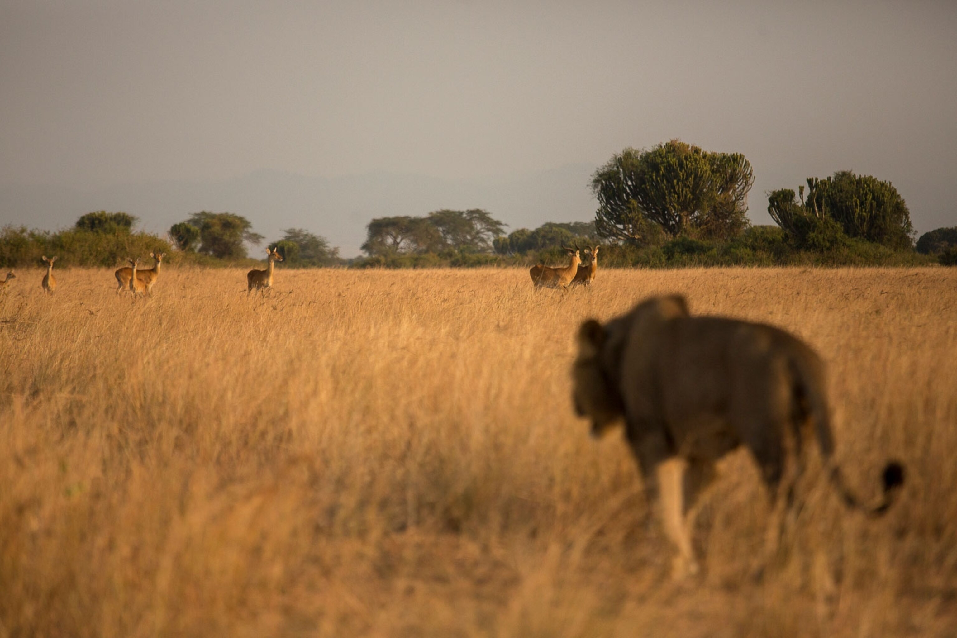 Why we don’t really know how many lions live in Africa