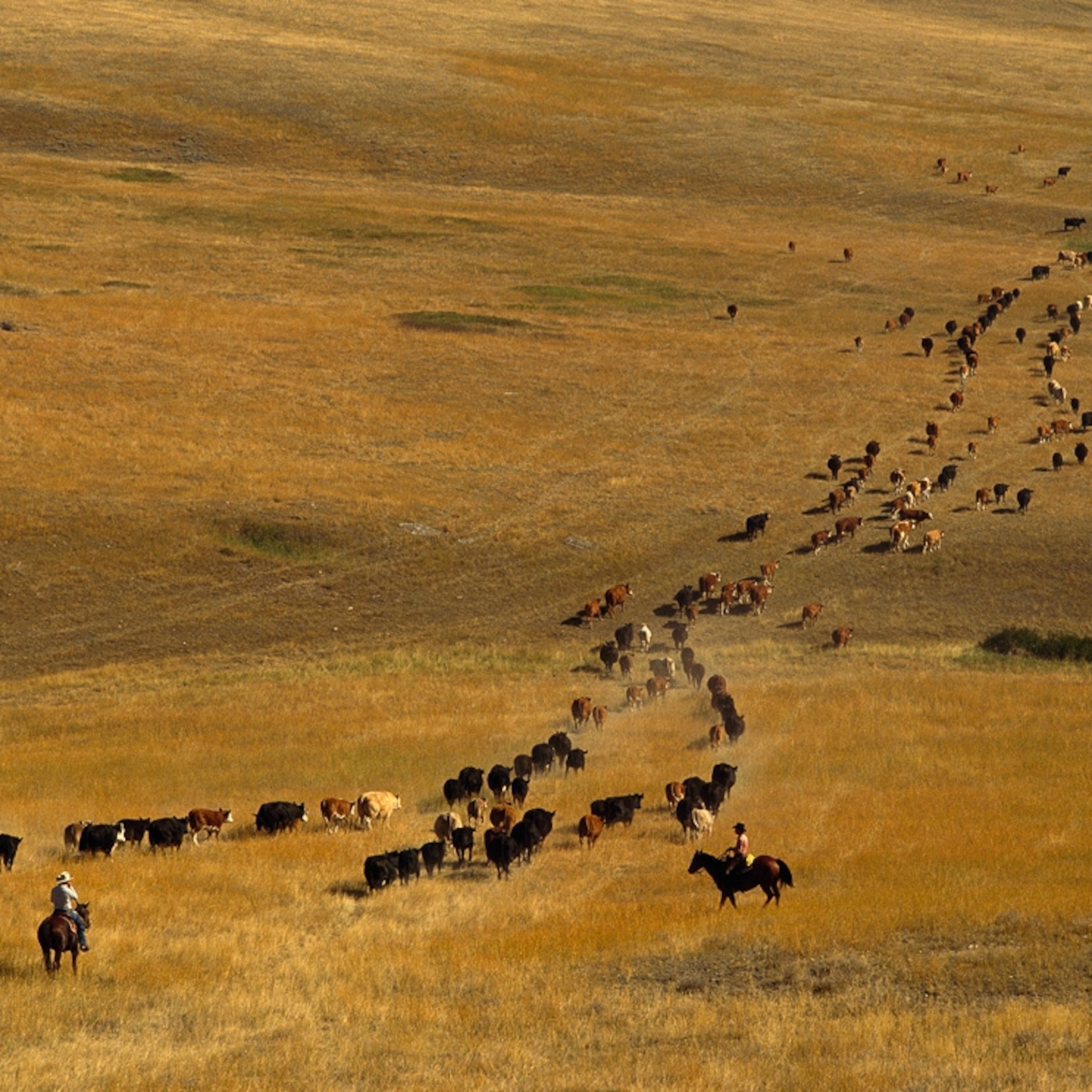 Prairies Grasslands