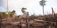Deforestation Definition Deforestation Definition