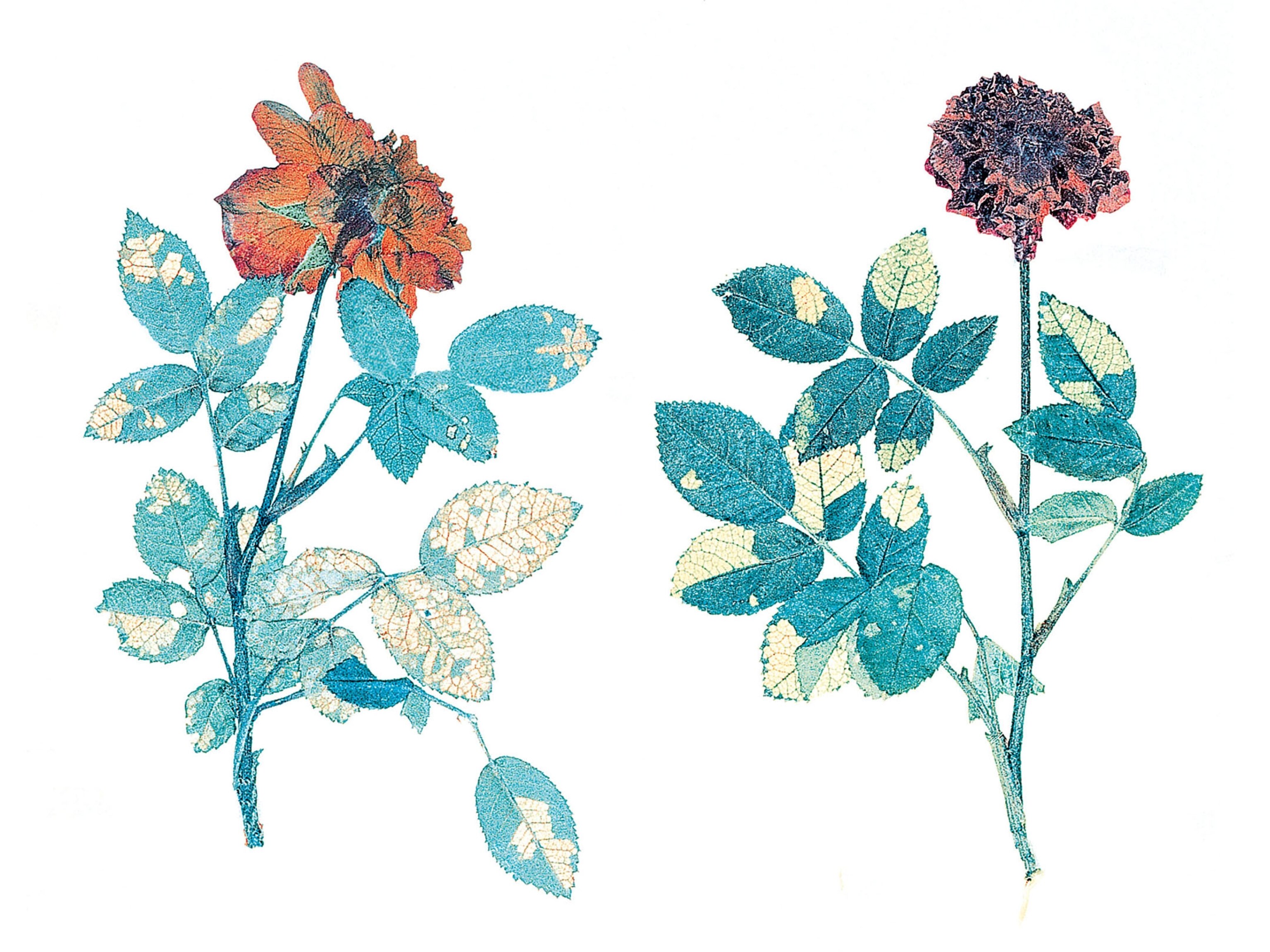 These painstakingly preserved plants are still radiant centuries later