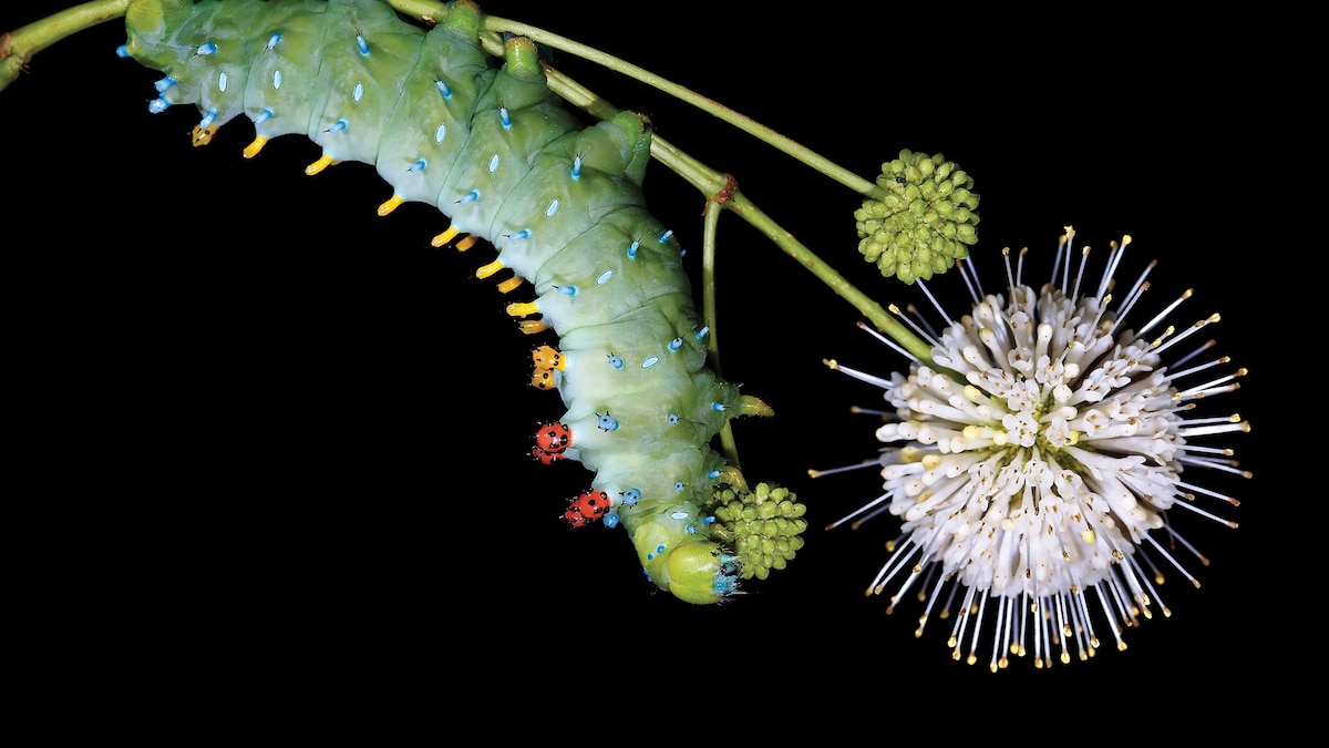 How these trickster caterpillars outwit and outlast other insects ...