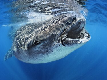 Whale Shark | National Geographic