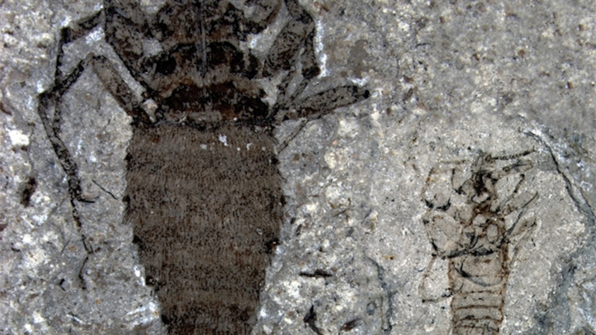 Giant Jurassic fleas sucked but couldn’t jump | National Geographic