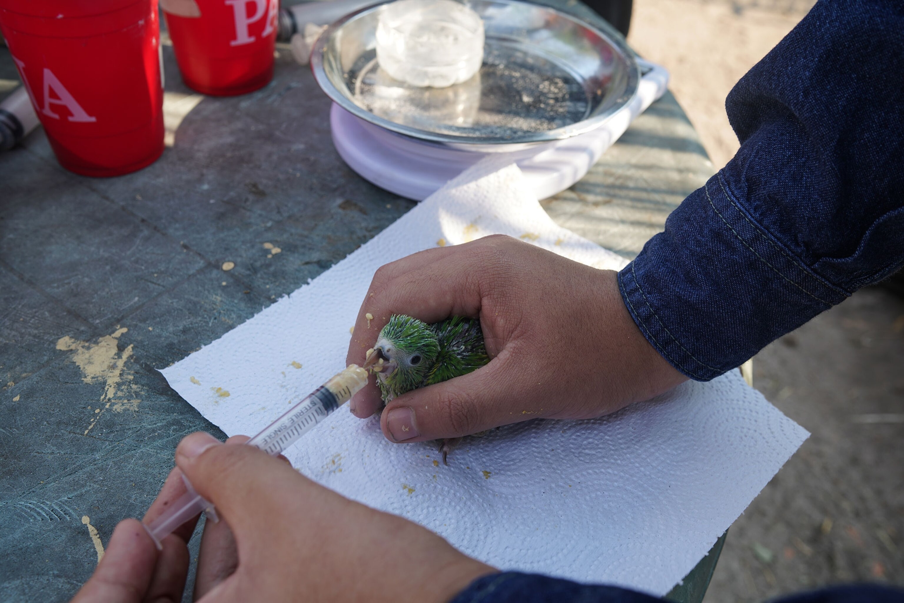 Inside the efforts to help animals hurt by the Amazon fires