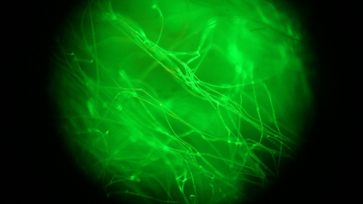 Hybrid Silkworms Spin Spider Silk—A First | National Geographic