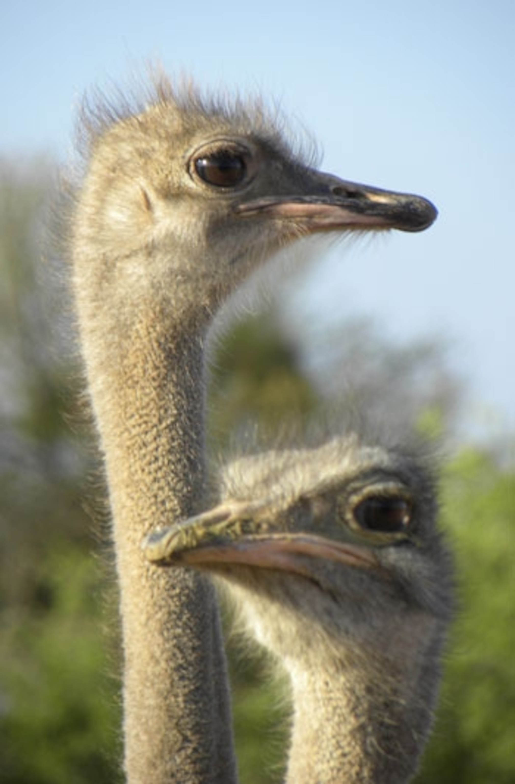 Ostrich National Geographic