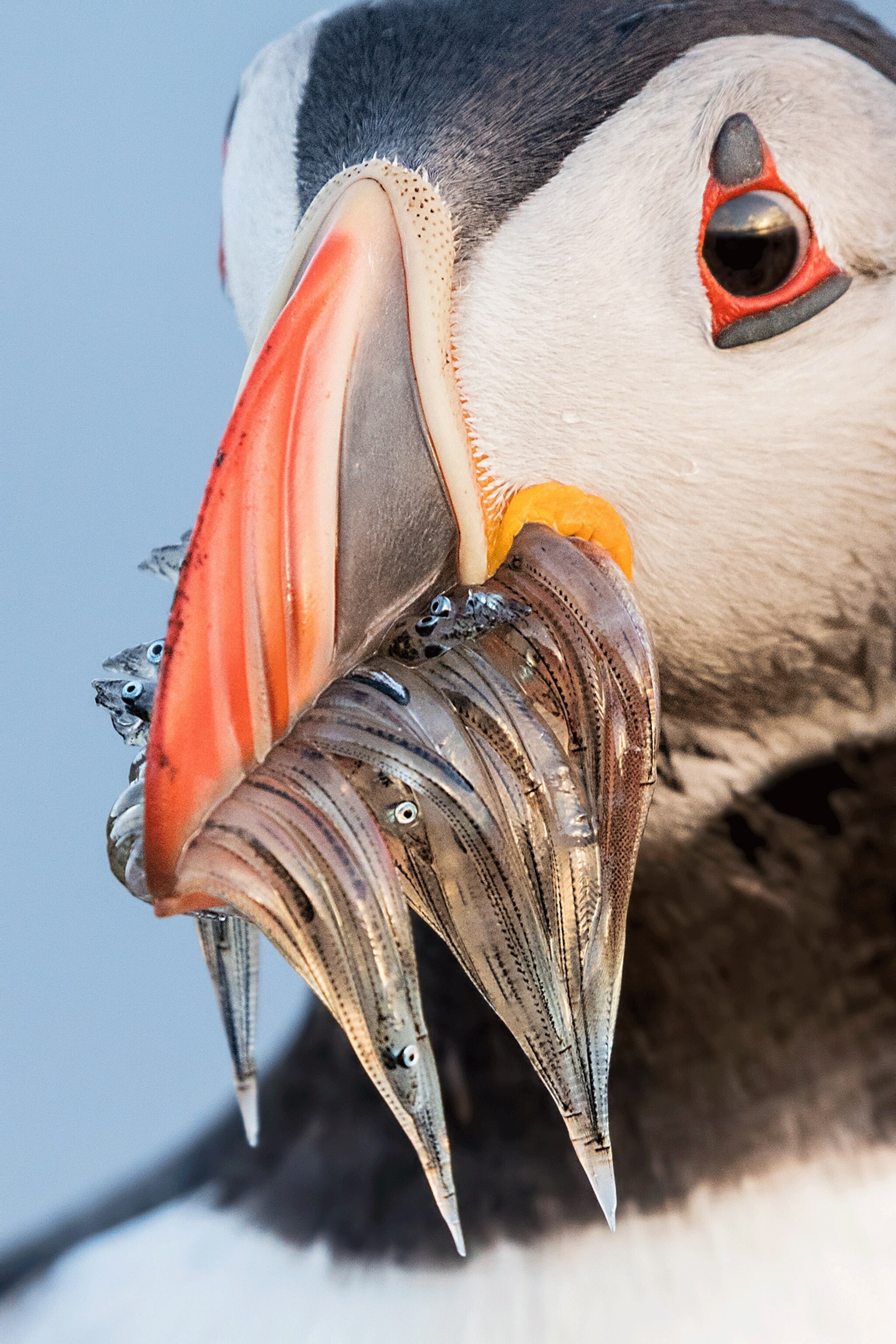 Behind the Stunning Photo of a Puffin Gorging on Fish